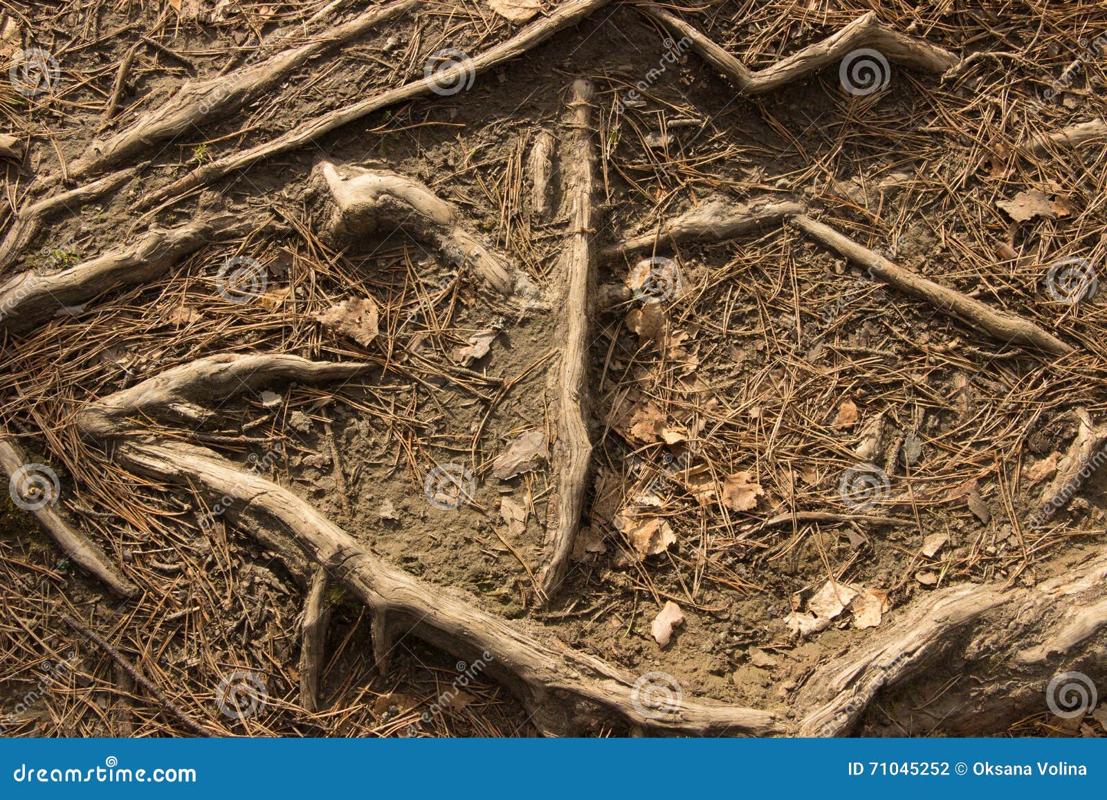 Background Pattern of Tree Roots in the Form of a Human Face on Stock ...