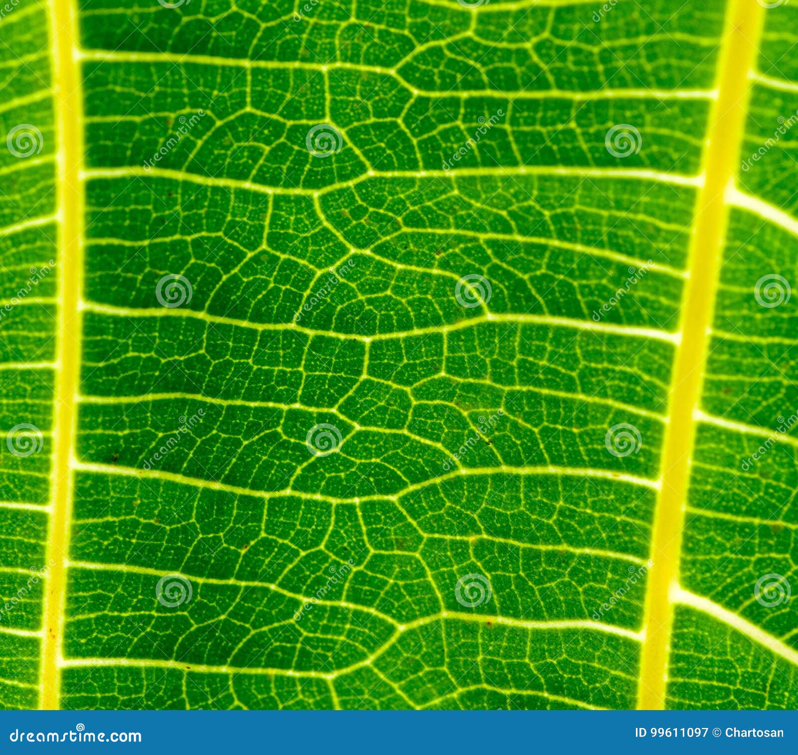 Background of Pattern and Venation of Tropical Leave Stock Image ...