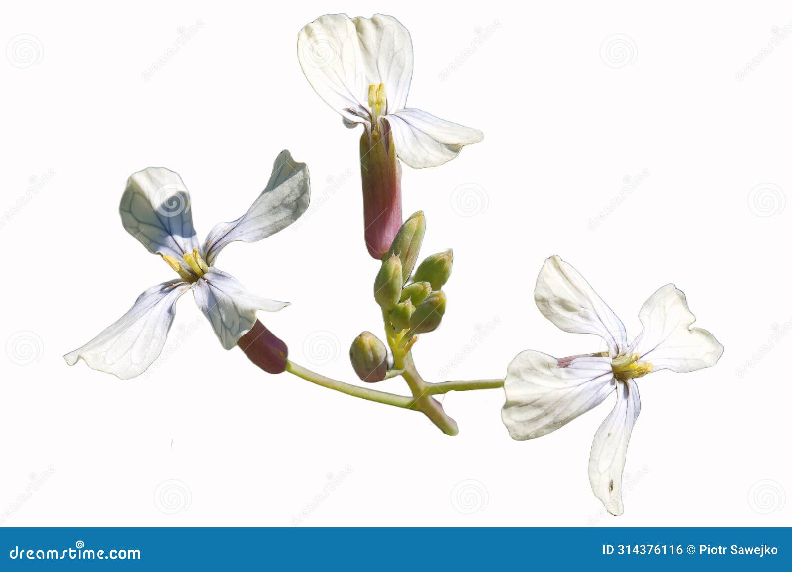 Background, Pattern, White, Flowers, Plants, Spring, Nature, Flo Stock ...