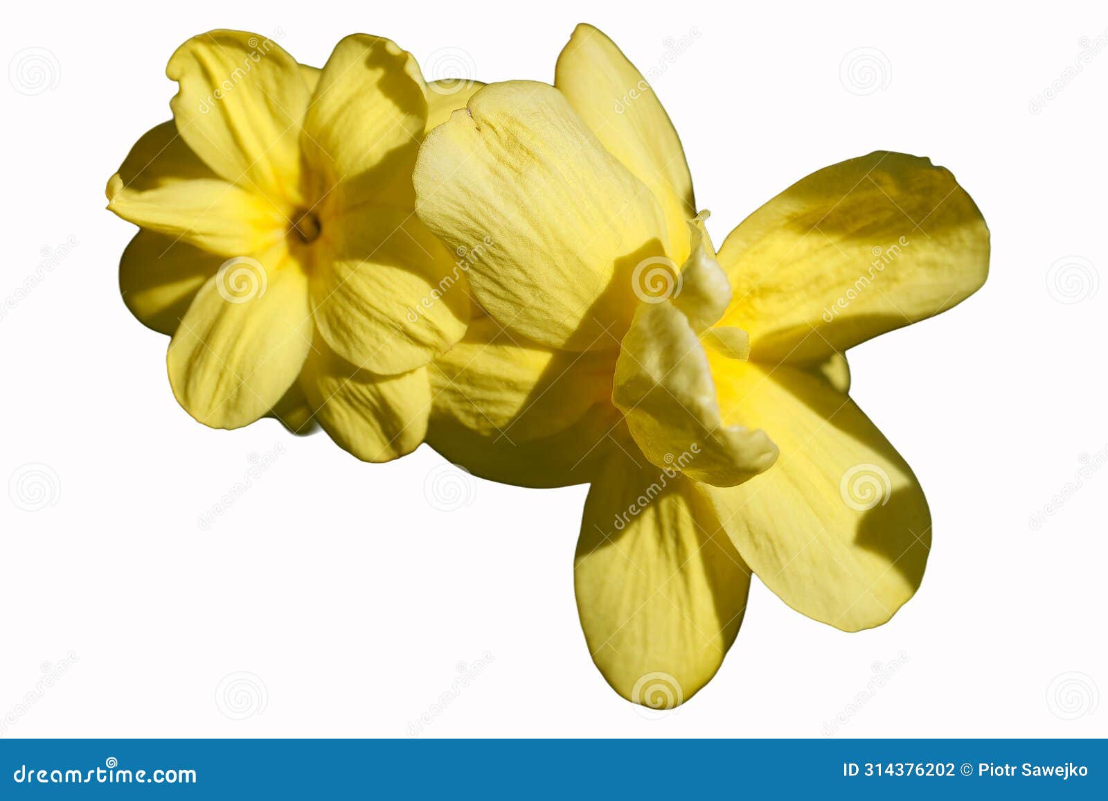 Background, Pattern, White, Flowers, Plants, Spring, Nature, Flo Stock ...