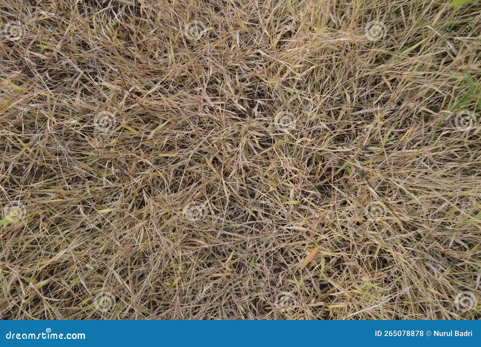 Background of Patterns, Shapes and Textures of Yellow Grass in the ...