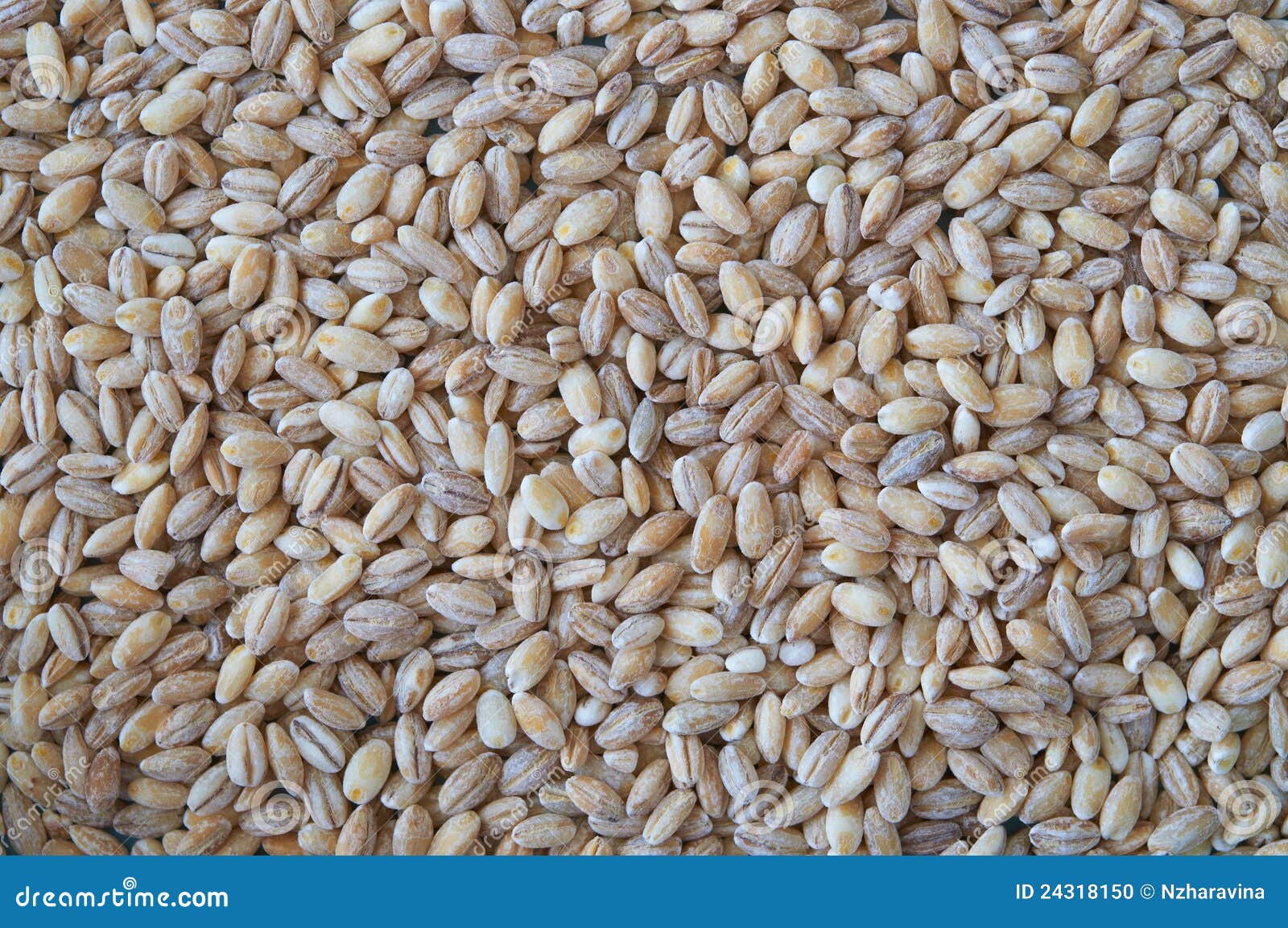 Background of pearl barley stock photo. Image of corn - 24318150