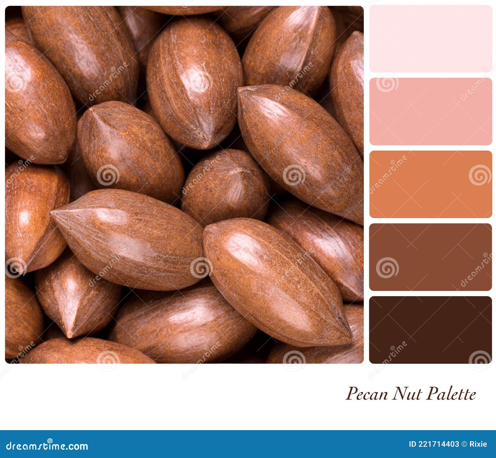 Pecan nut palette stock image. Image of colour, colorful - 221714403