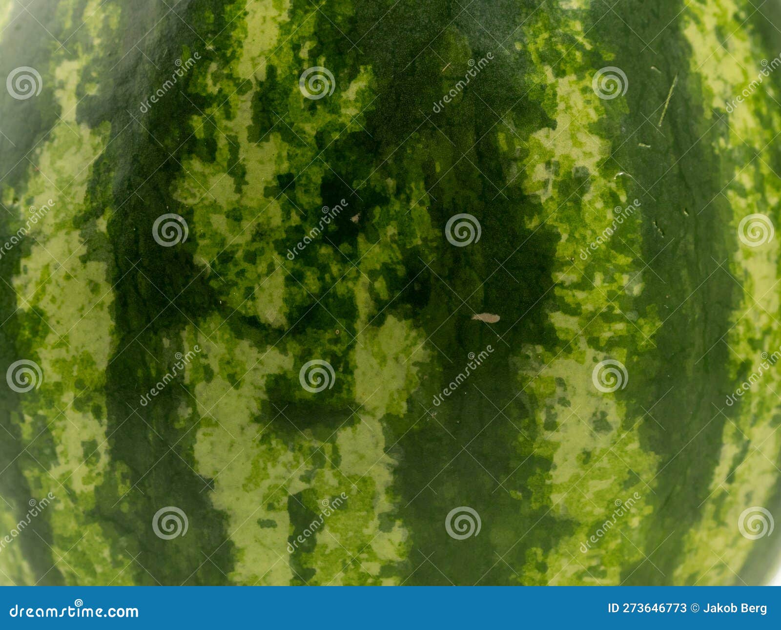 Background from the Peel of Watermelon. Texture of Watermelon Peel ...