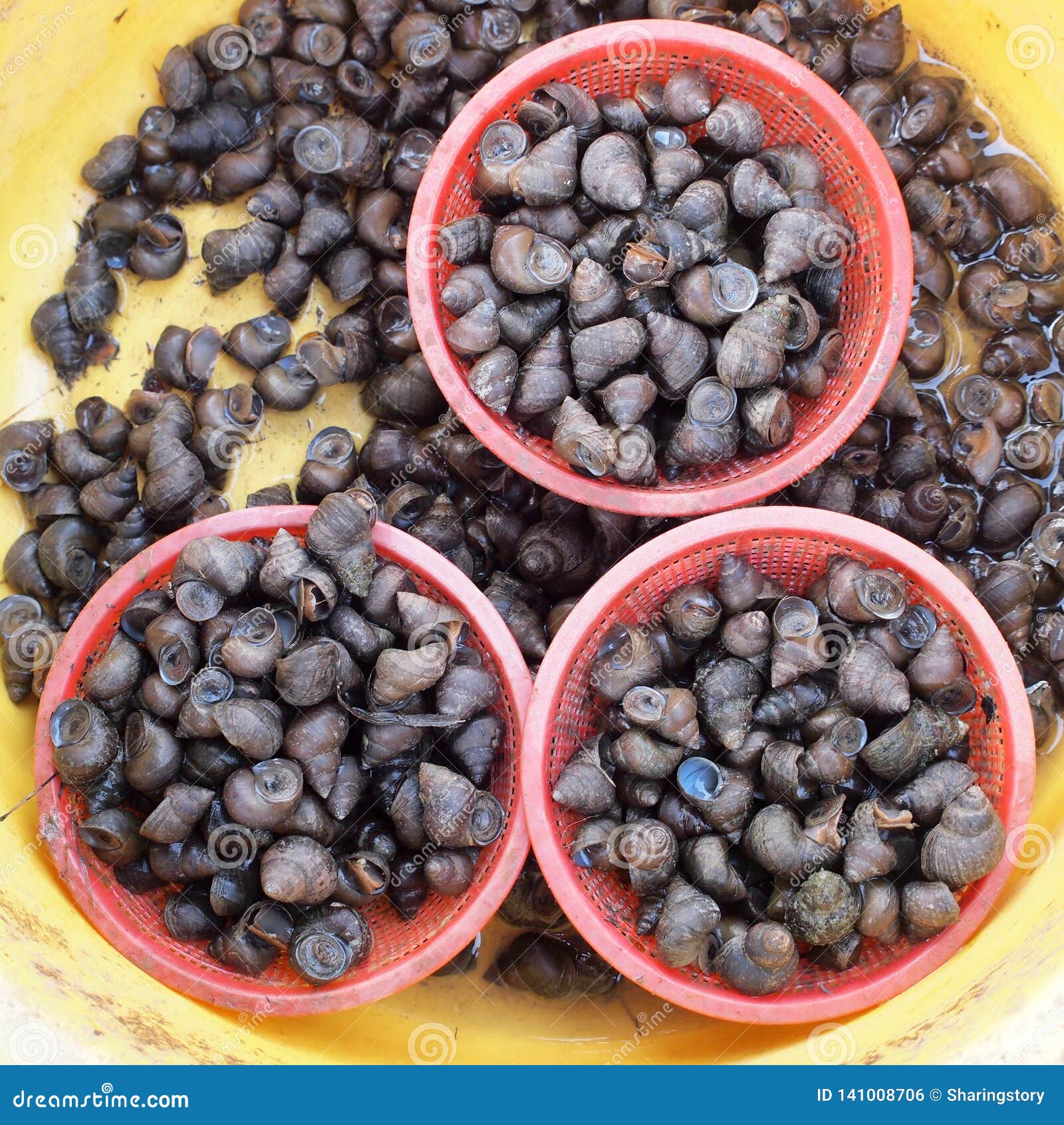 Background of periwinkles stock photo. Image of fishmonger - 141008706