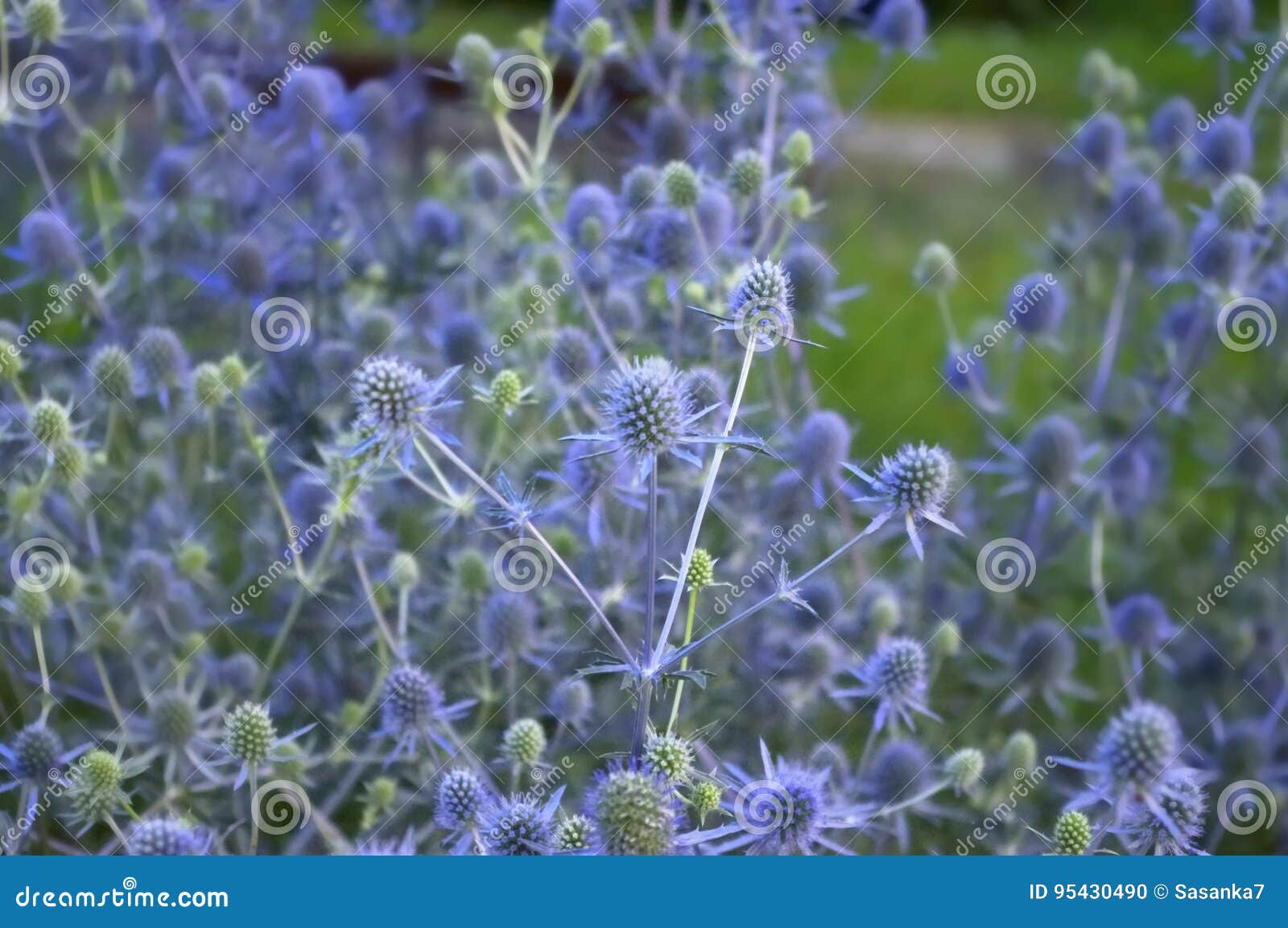 Blue flowers stock photo. Image of background, flowers - 95430490