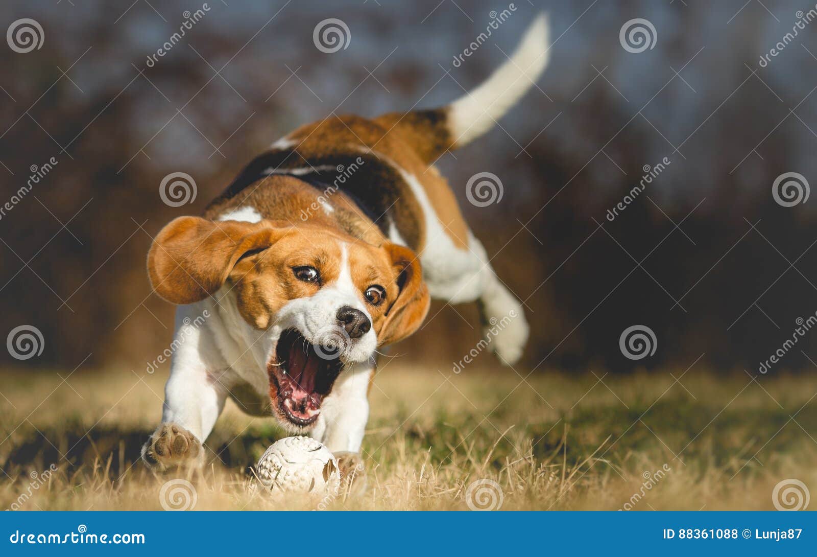 Background Photo of a Dog Chasing a Ball Stock Photo - Image of ...