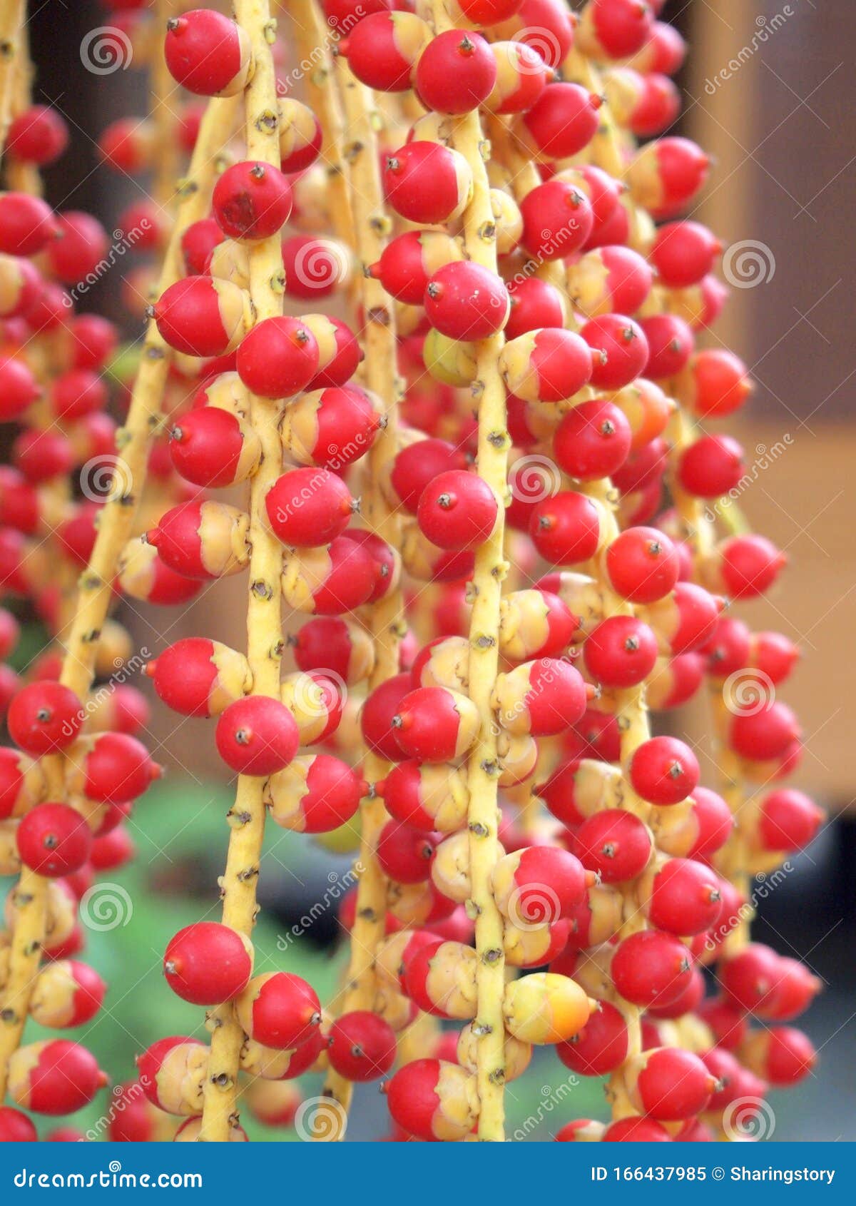 Background Photo of Red Tree Seeds Stock Image - Image of closeup ...