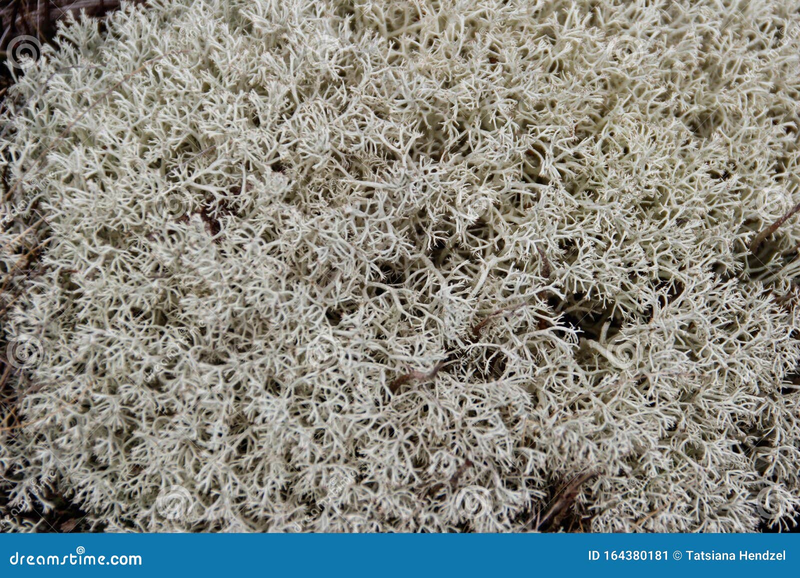 Background Photo with the Texture of the Scandinavian Prickly and Solid ...