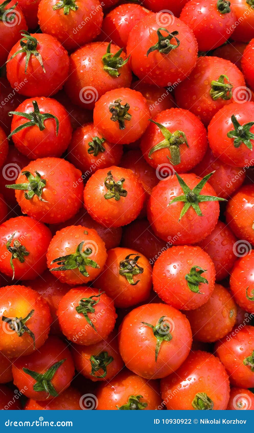 Background of Picked Tomatoes Stock Photo - Image of diet, nature: 10930922