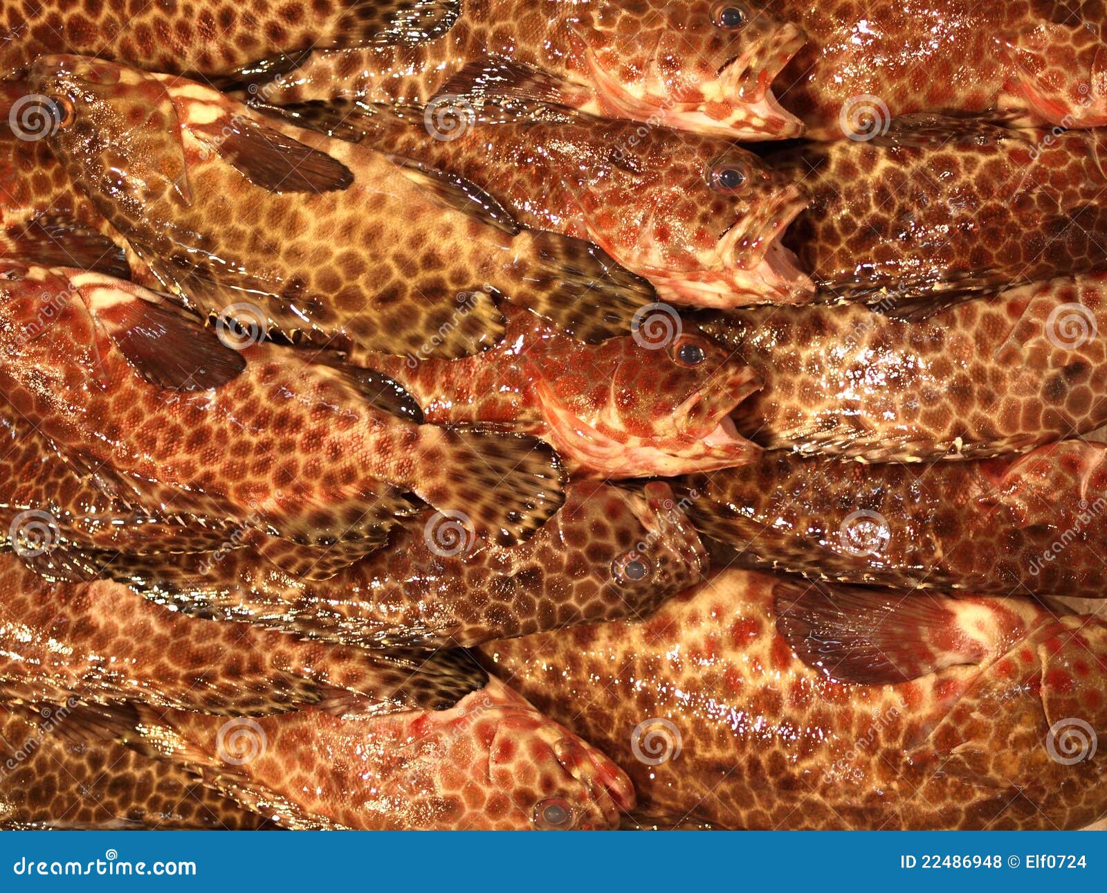 Background Picture of Fresh Fish Stock Photo - Image of catch, gourmet ...