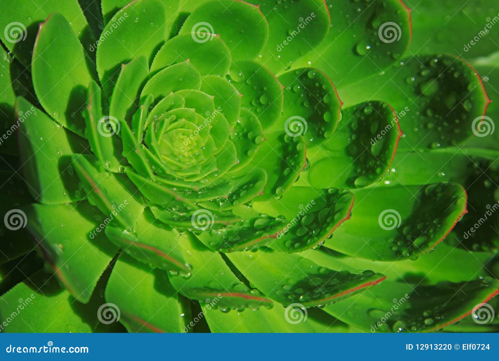 Background Picture of Green Petal Stock Photo - Image of green, flora ...