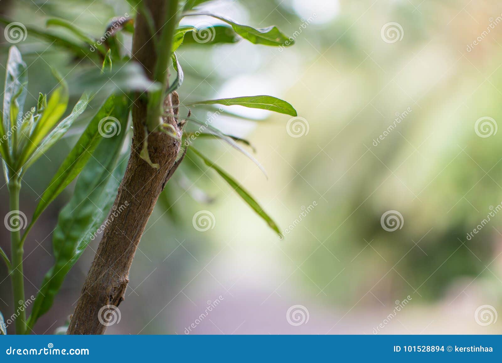 Green Plant Blurry Background Stock Photo - Image of environment, fresh ...