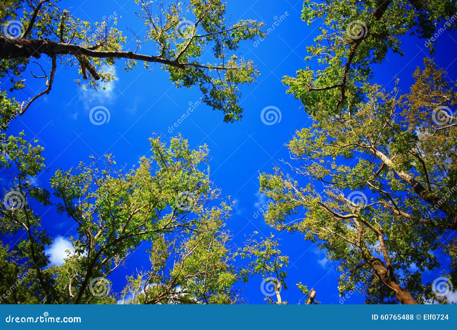 Background Picture of Green Tree and Blue Sky Stock Photo - Image of ...