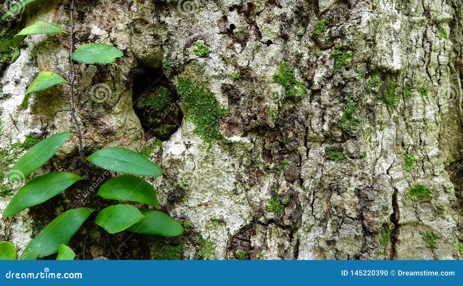 Background Picture of Vine Man Tree Bark Stock Photo - Image of ...