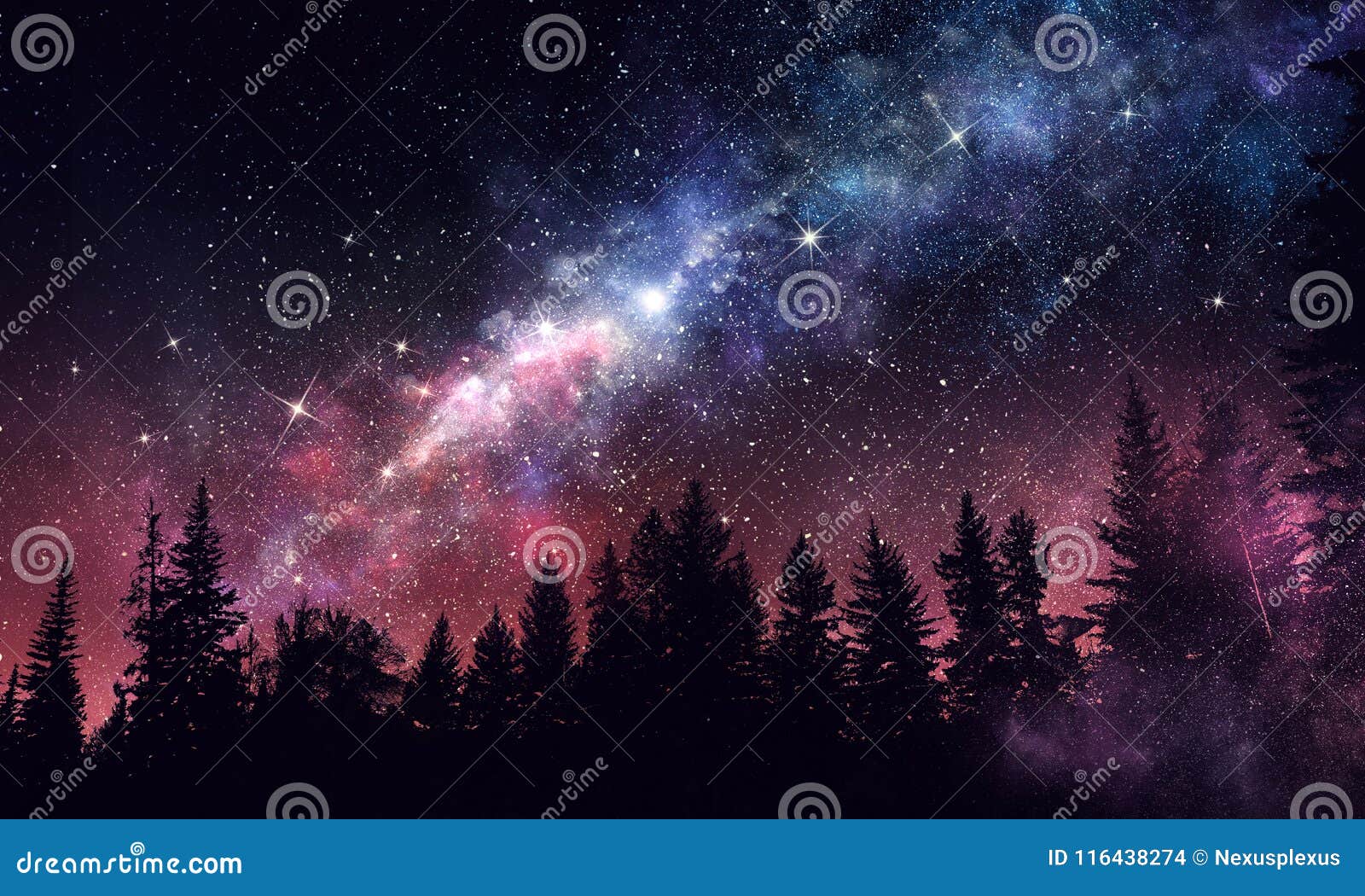 Night forest scene stock photo. Image of forest, deep - 116438274