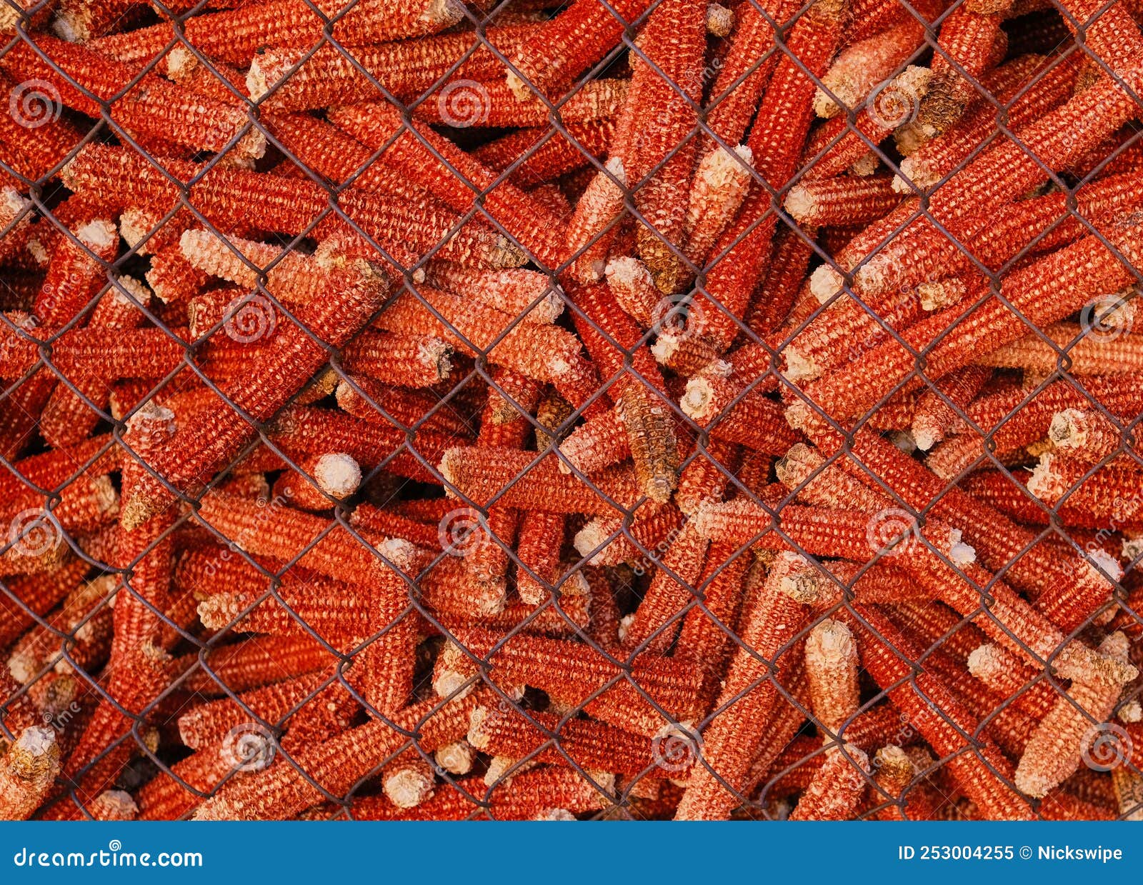 Background of Pile of the Old Empty Corn Cobs with Removed Kernels in ...