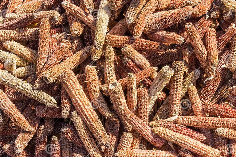 Pile of the Empty Corn Cobs after Kernels Removing Stock Image - Image ...