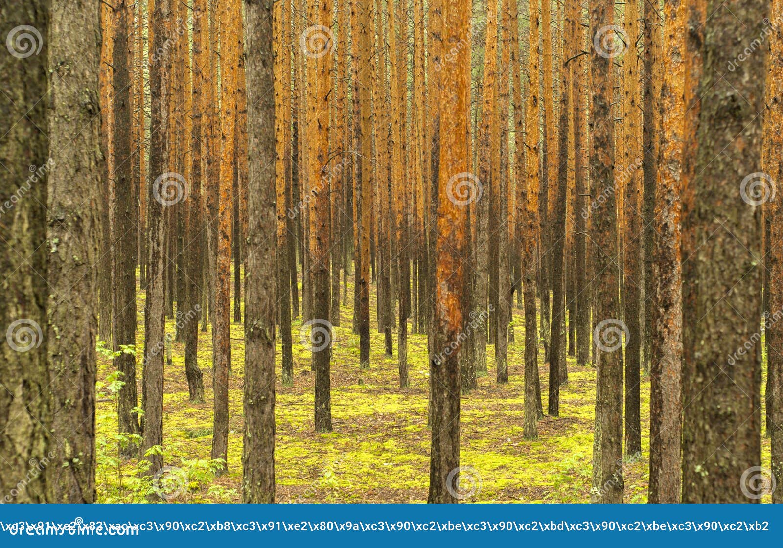 Background: pine forest stock image. Image of biosphere - 99643109