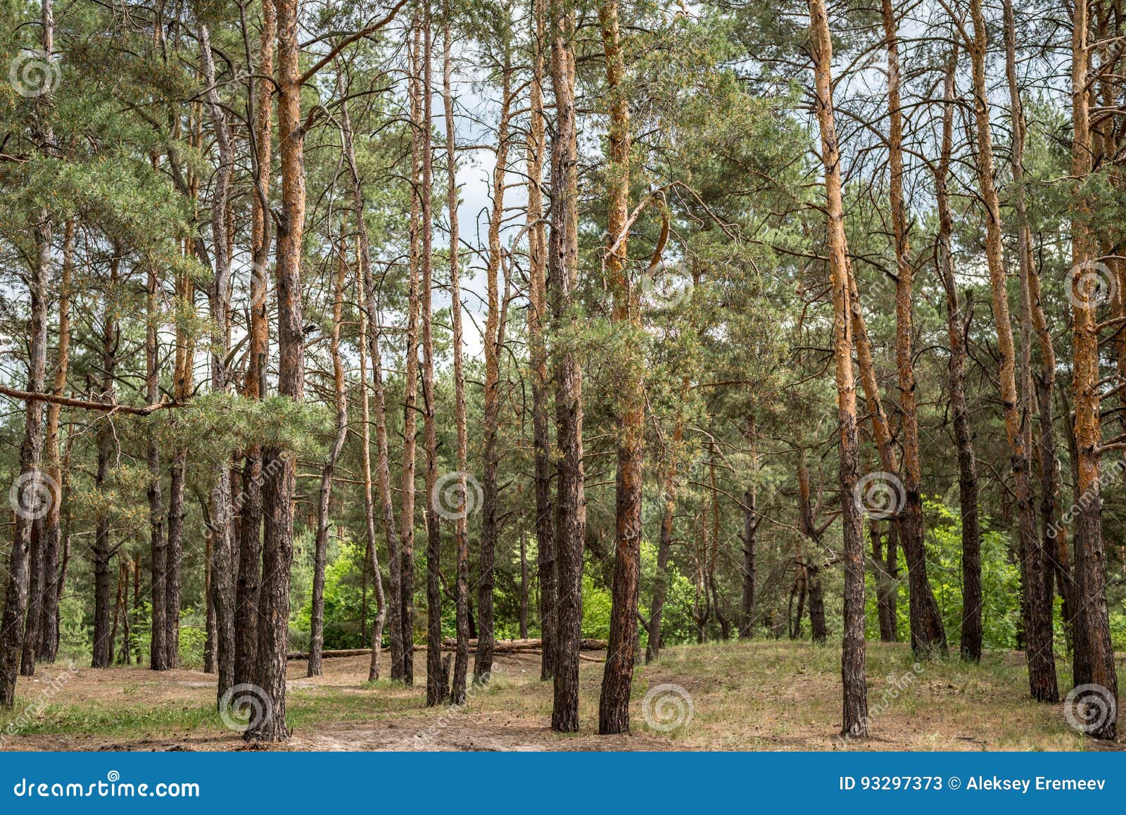 Background, Pine Forest, on the Whole Frame. Horizontal Frame Stock ...