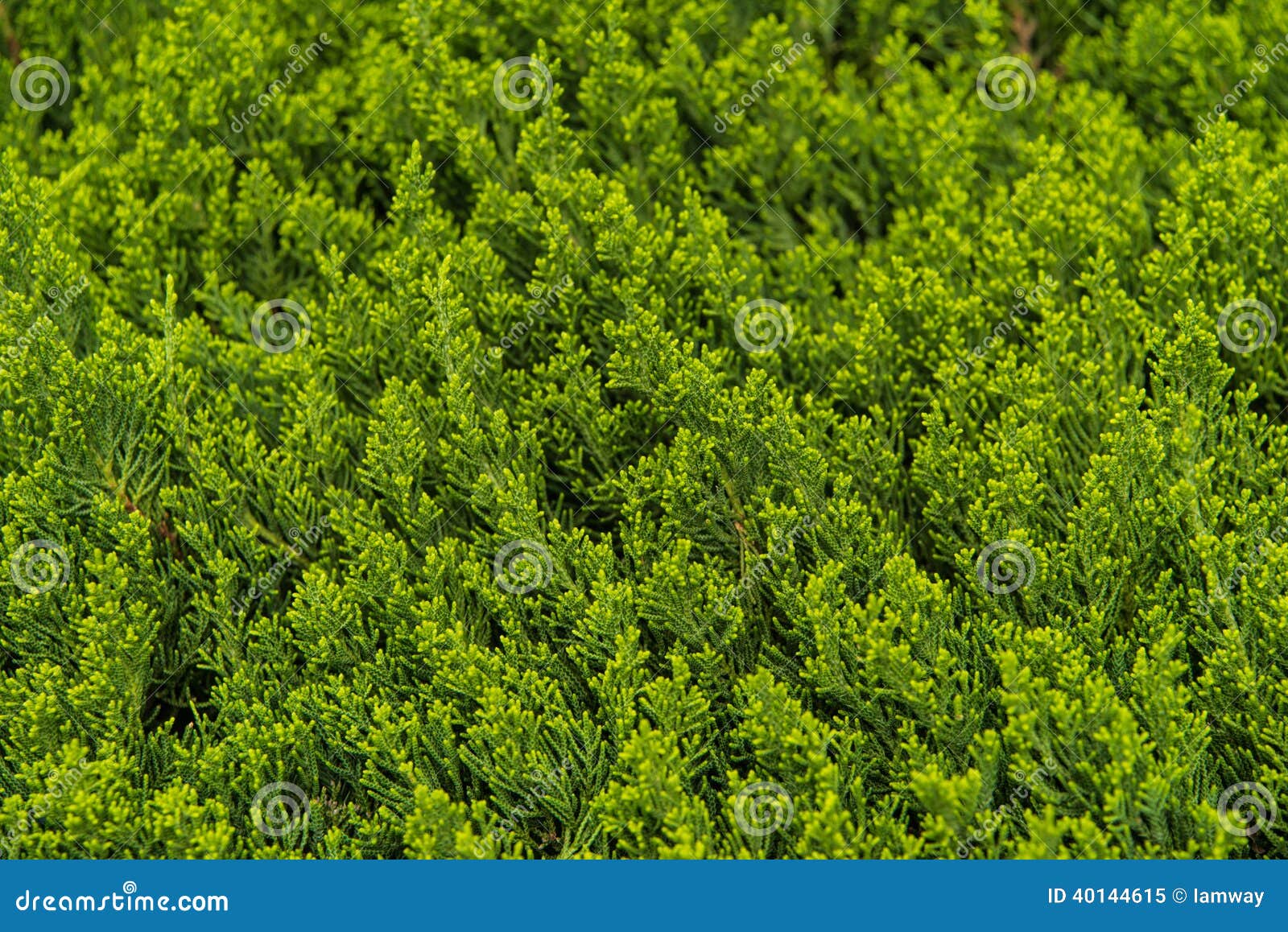 Background of Pine Tree Branches Horizontal Shot Stock Image - Image of ...