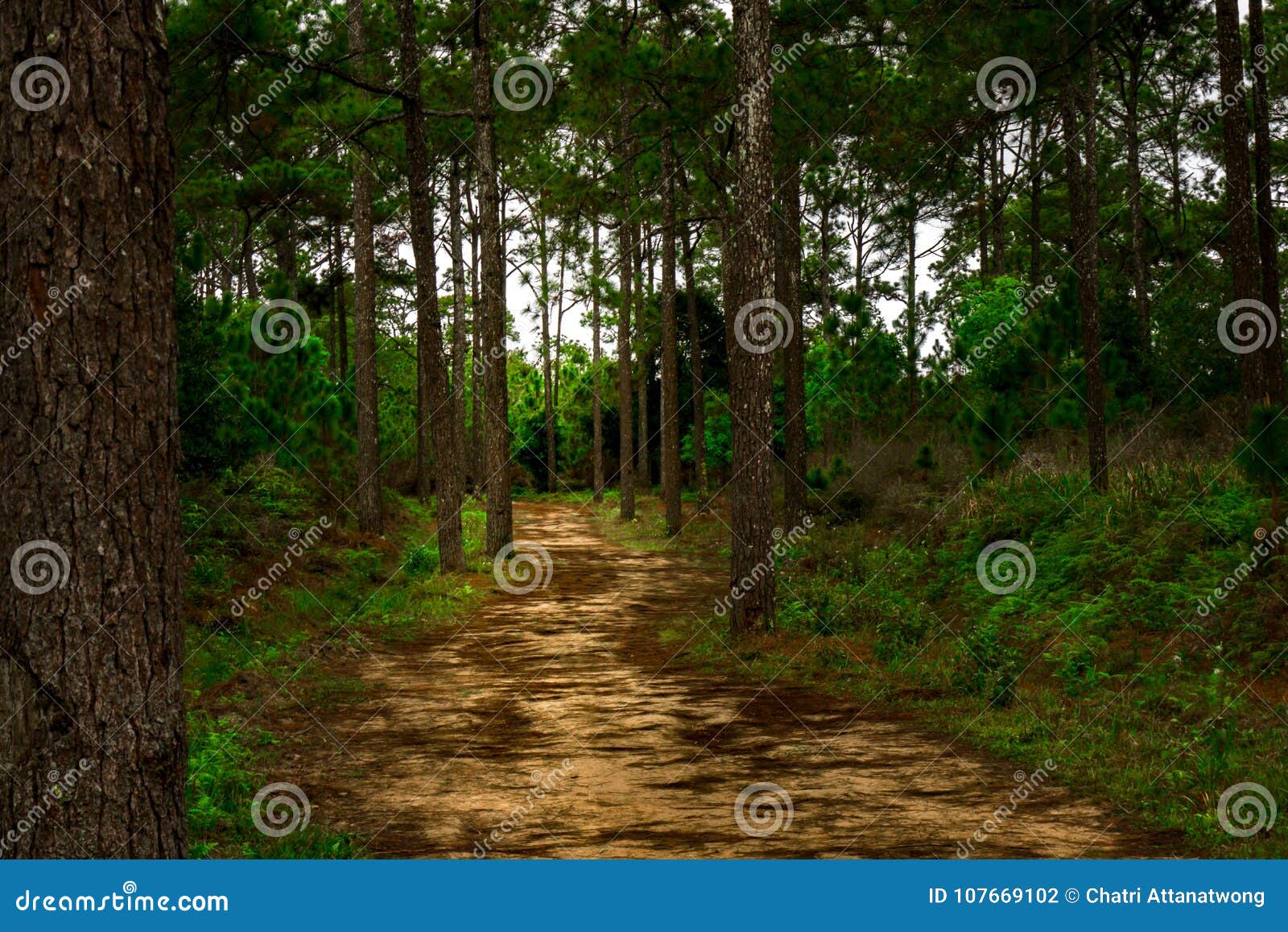 Background of Forest Pathway and Pine Tree Stock Photo - Image of ...