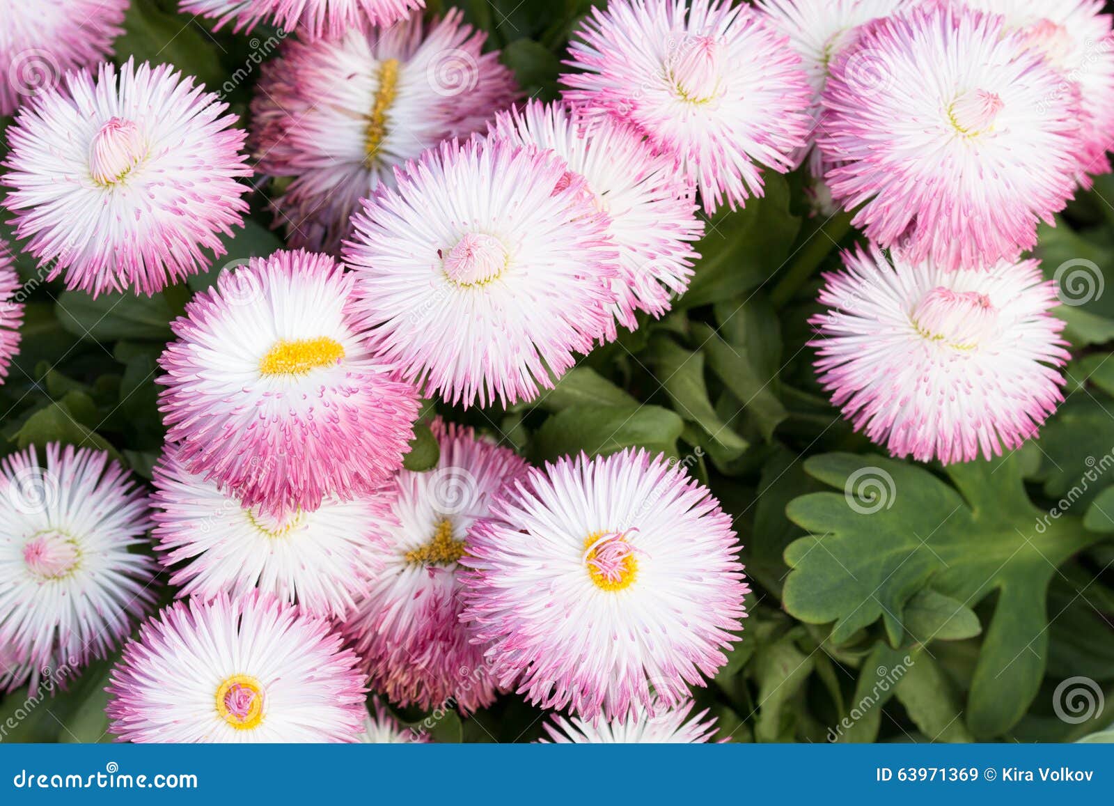 Background of pink bellis stock image. Image of daisies - 63971369