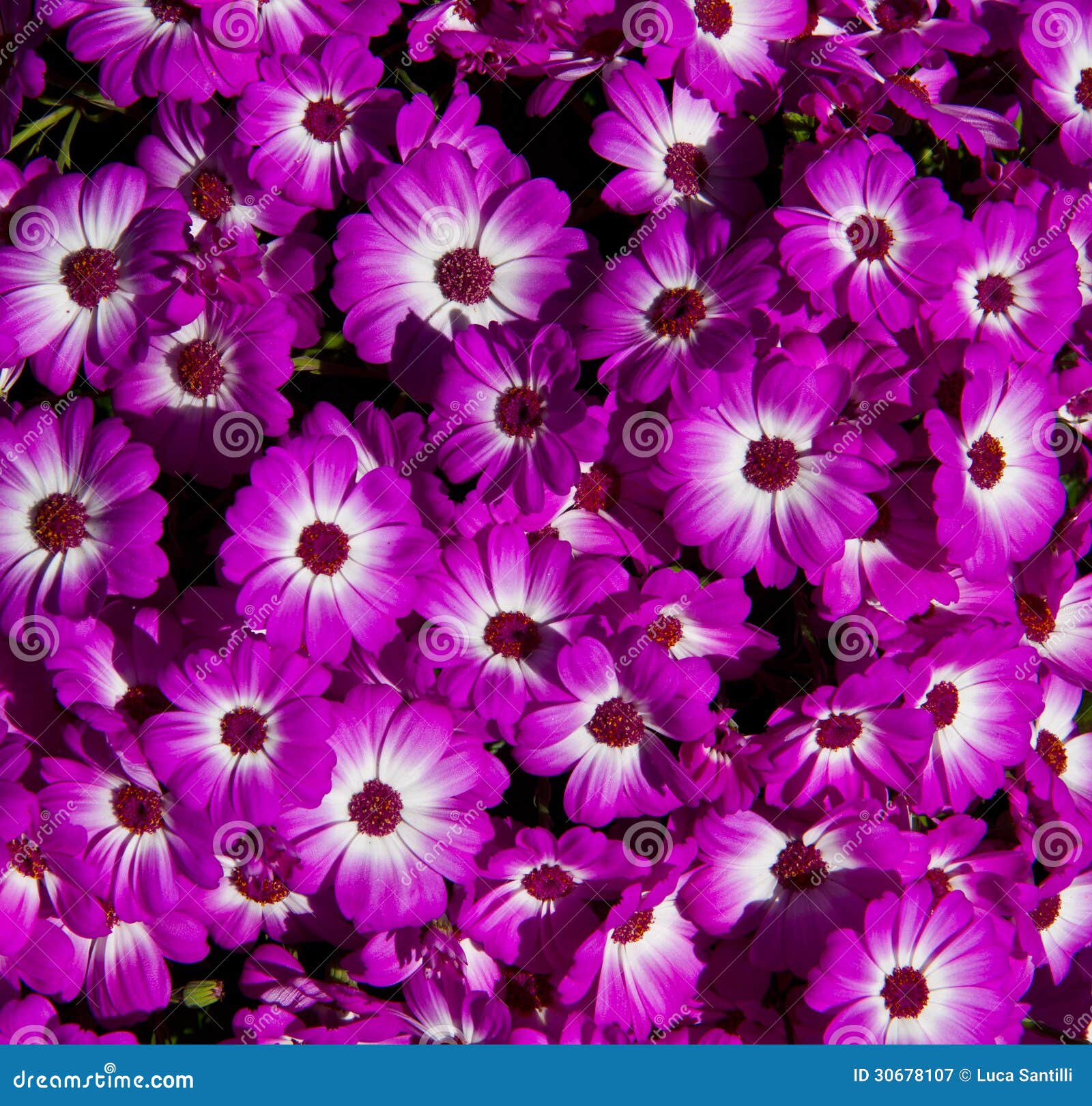 Background of pink daisy stock image. Image of abstract - 30678107