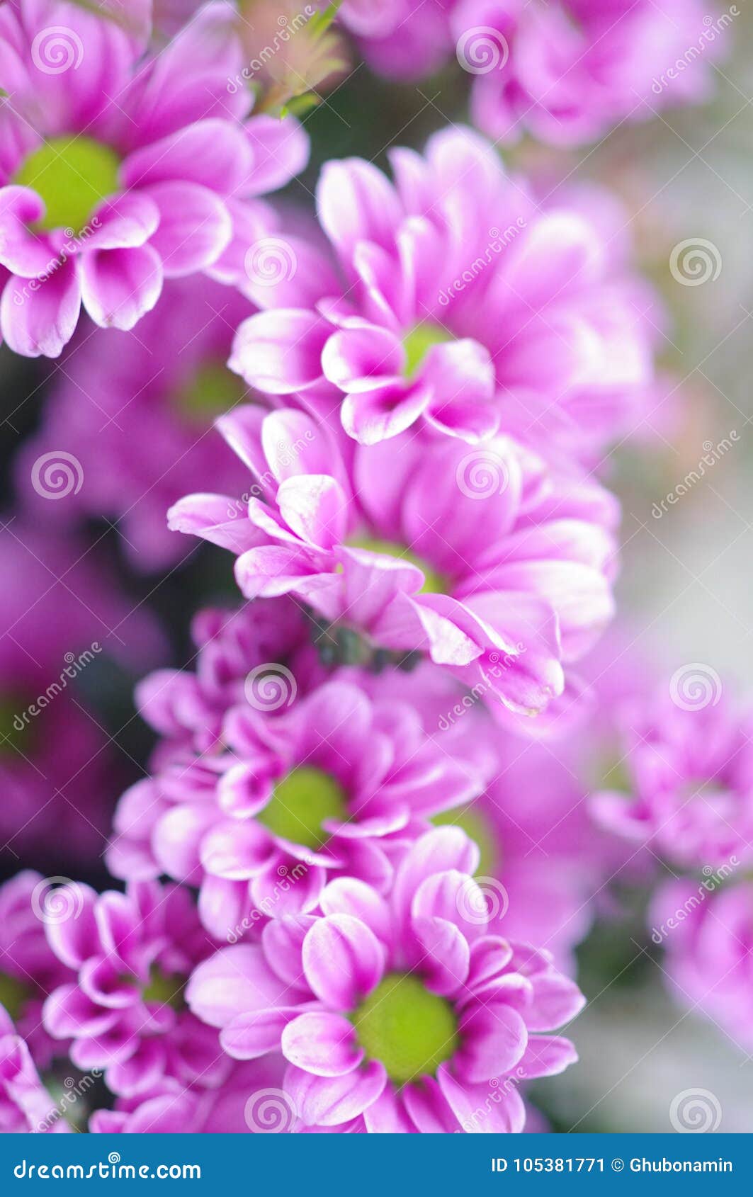 Pink Daisy Background stock image. Image of growth, botanical - 105381771