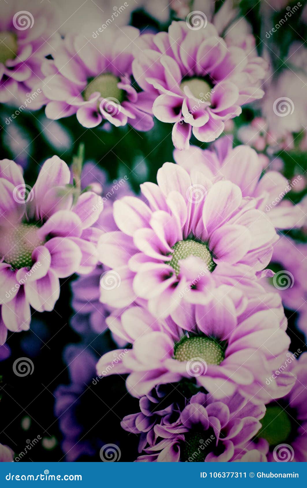 Pink Daisy Background stock image. Image of daisies - 106377311