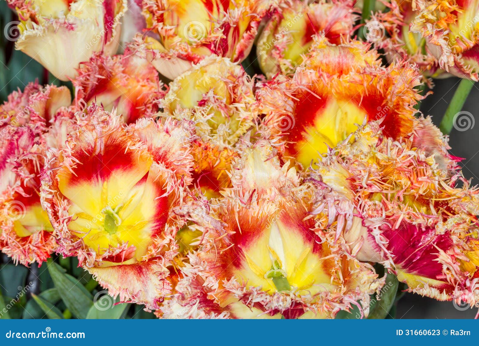 Background of Pink Double Tulips Stock Image - Image of beauty, plant ...