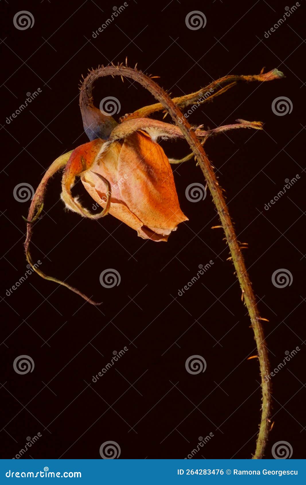 Background with Pink Dried Roses Stock Photo - Image of floral, close ...