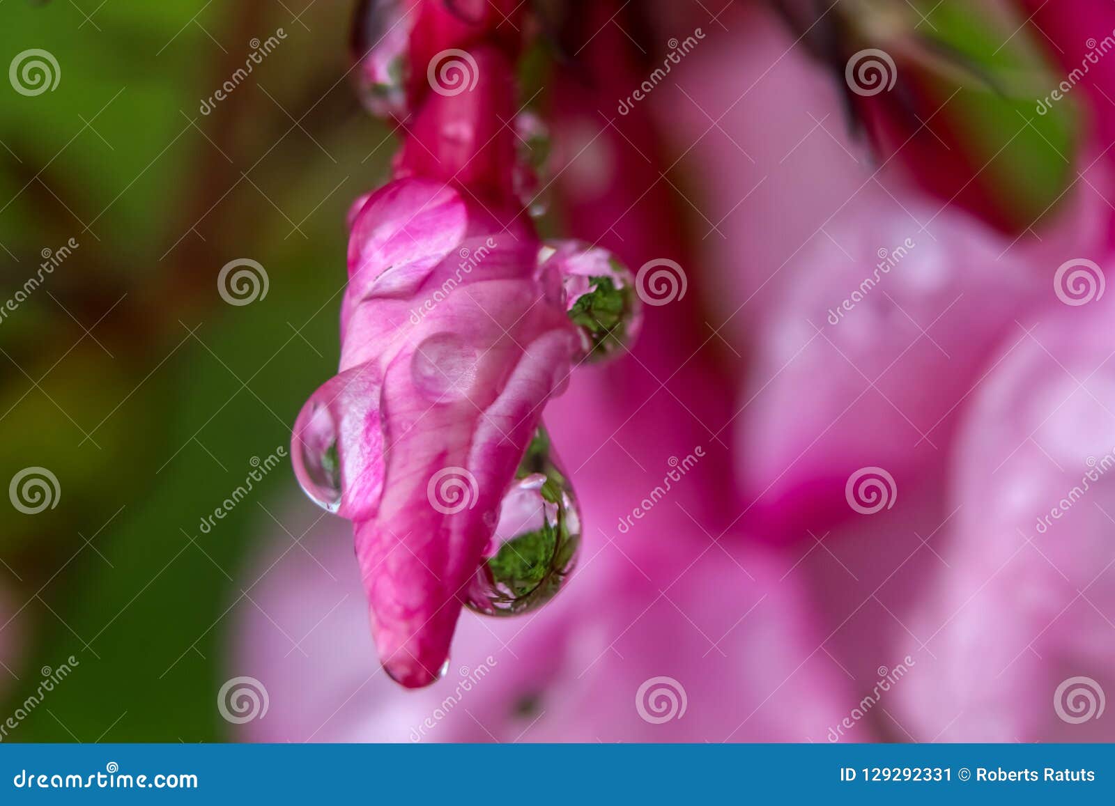 Background with Pink Flower and Water Drops. Stock Image - Image of ...