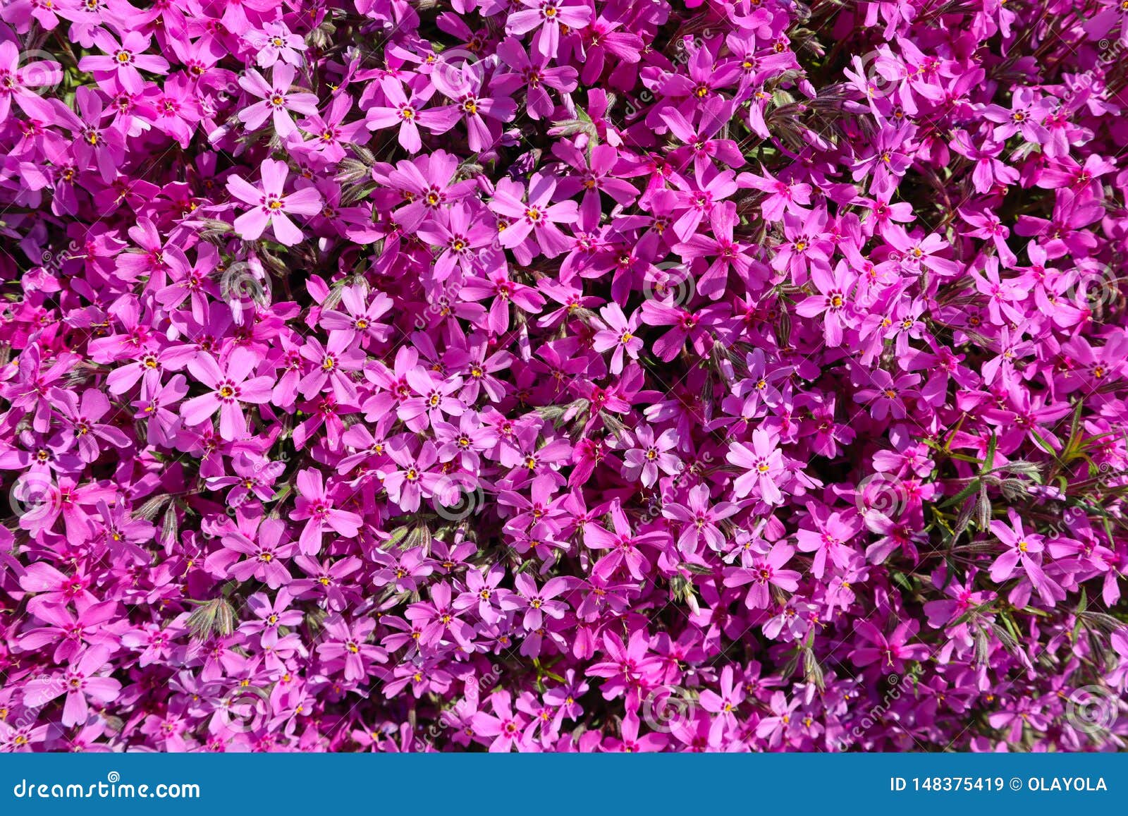 Background of Pink Flowers Phlox in Spring Stock Image - Image of ...