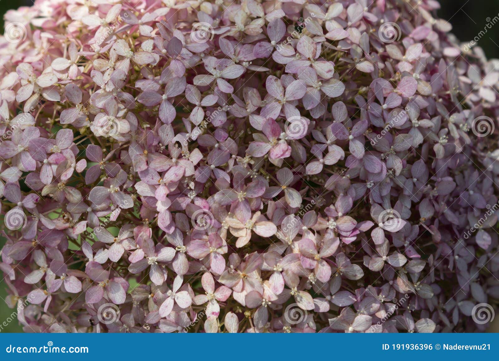 Background from Pink Hydrangea. Stock Photo - Image of elegance ...