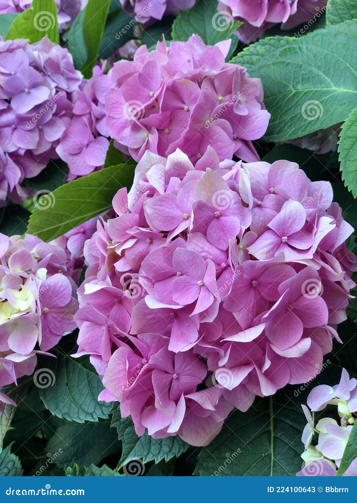 Background with Pink Hydrangea Flowers at Garden Stock Image - Image of ...