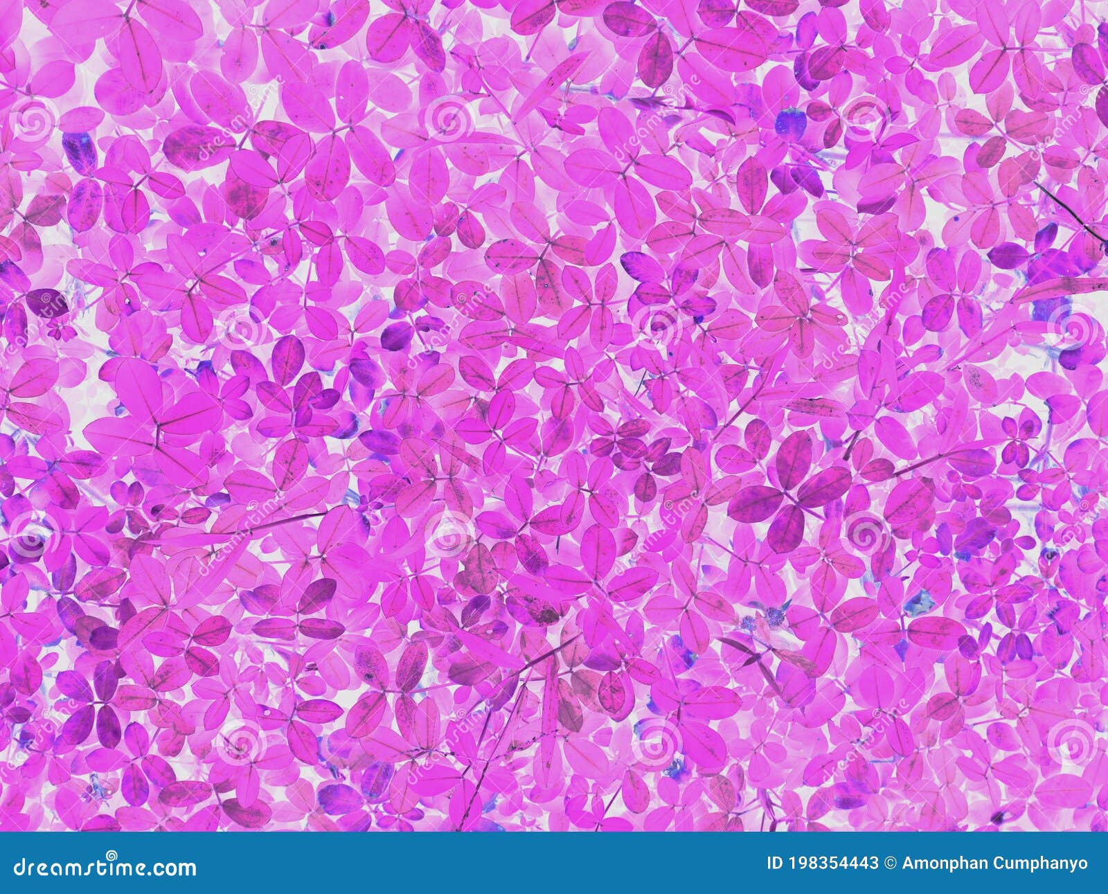 Background of Pink Leaf, Flower and Plant Stock Image - Image of spring ...