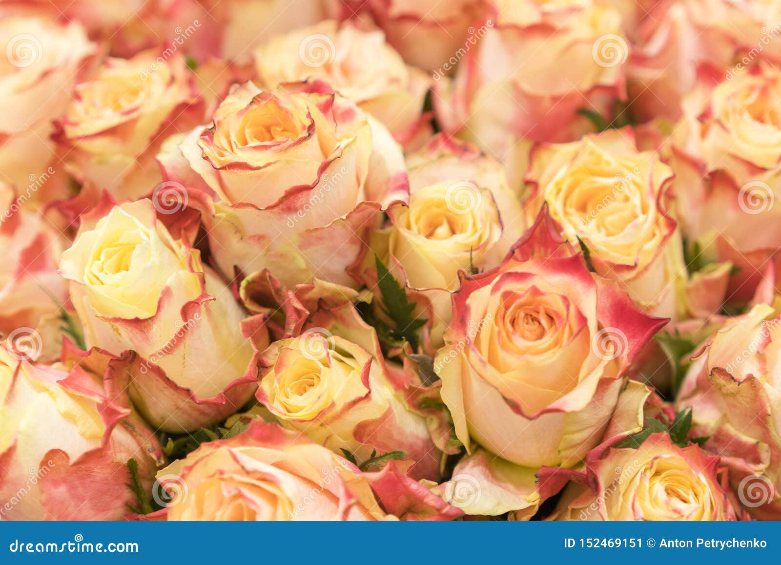 Background of Pink Orange and Peach Roses. Natural Background of Fresh ...