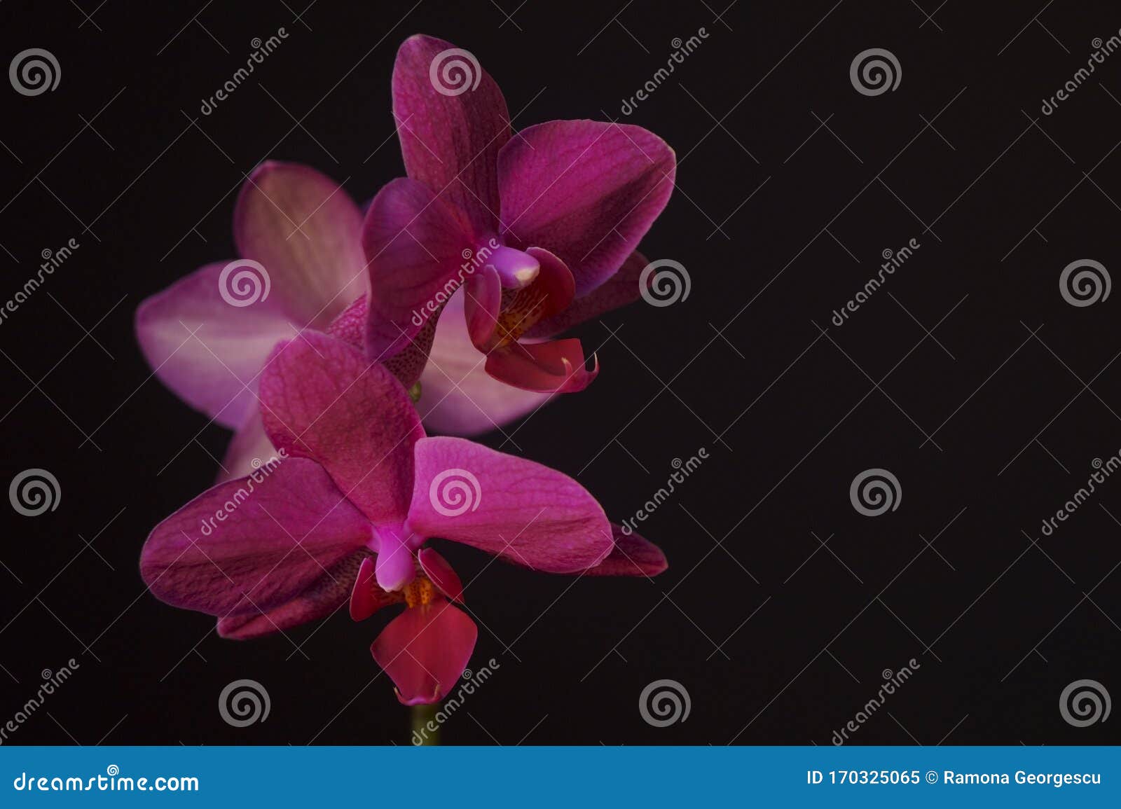 Background with Pink Orchids Stock Image - Image of plant, flower ...