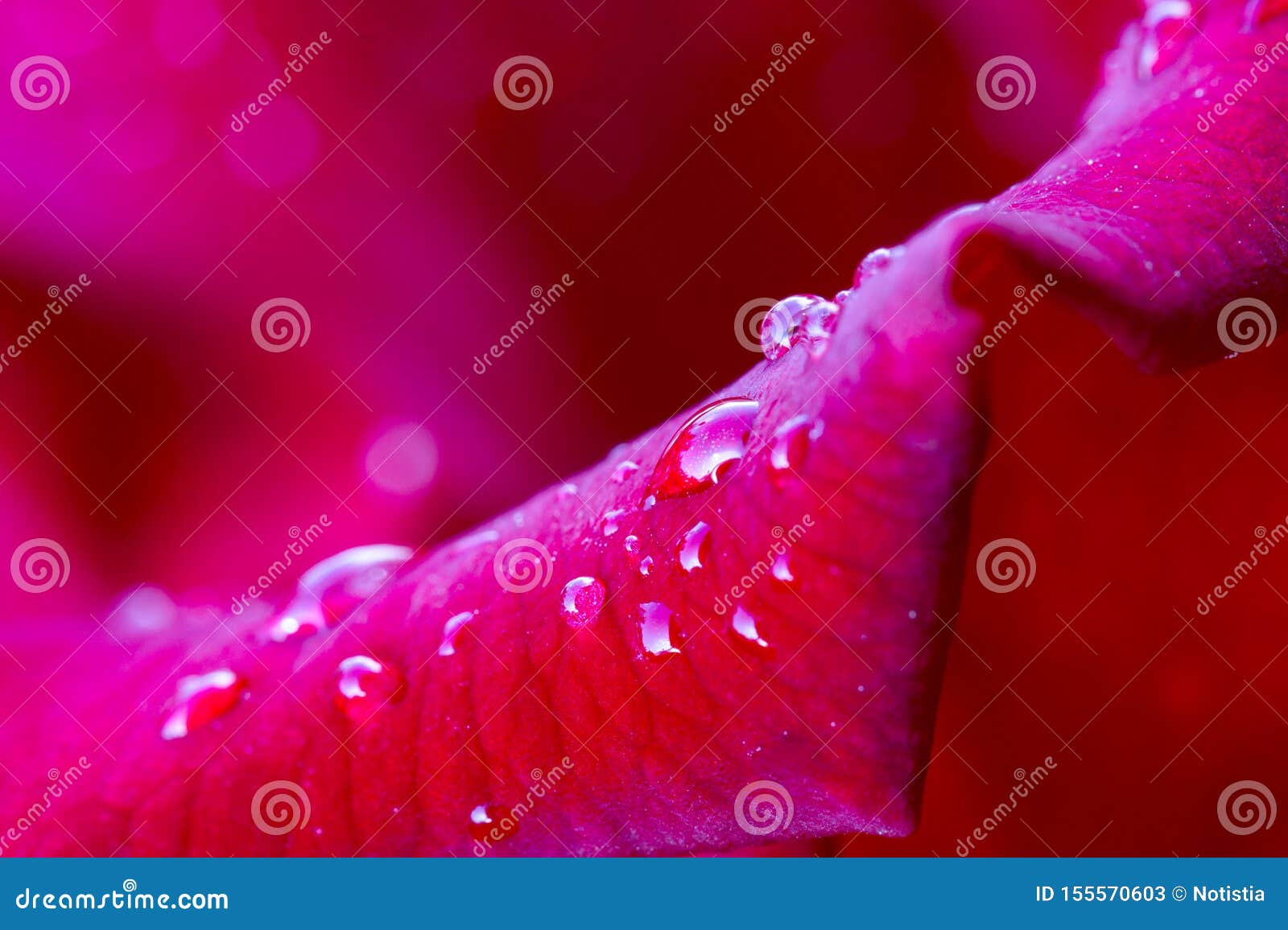 Background of Red Rose with Dew Drops . Using of Soft Macro Shoot ...