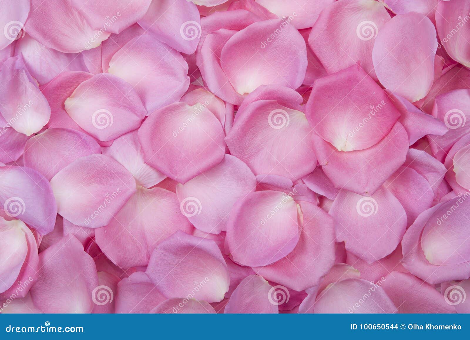 Background of Pink Rose Petals. Top View. Stock Photo - Image of floral ...