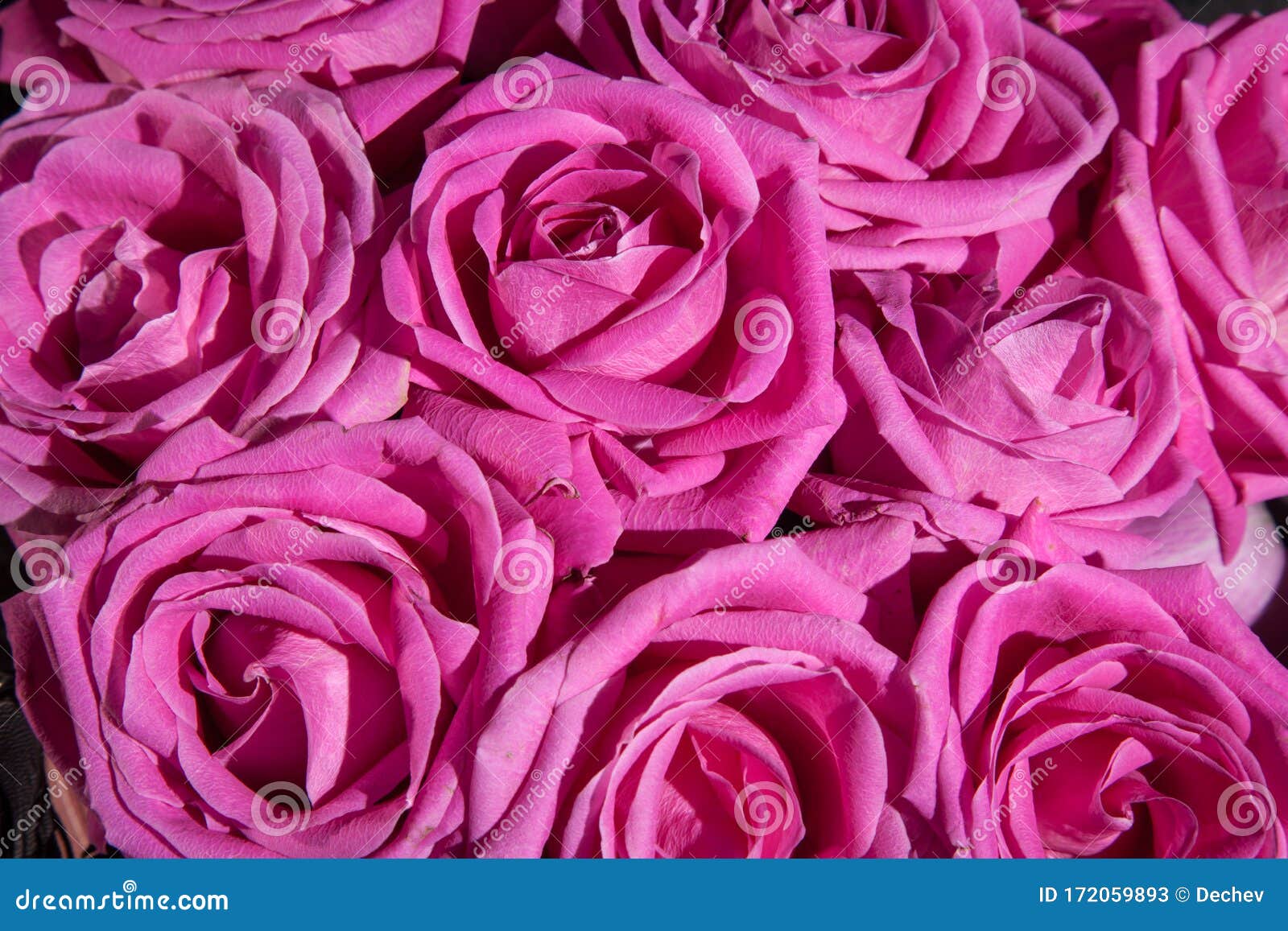 Background of Pink Roses. Pink Roses for Love Background Stock Image ...