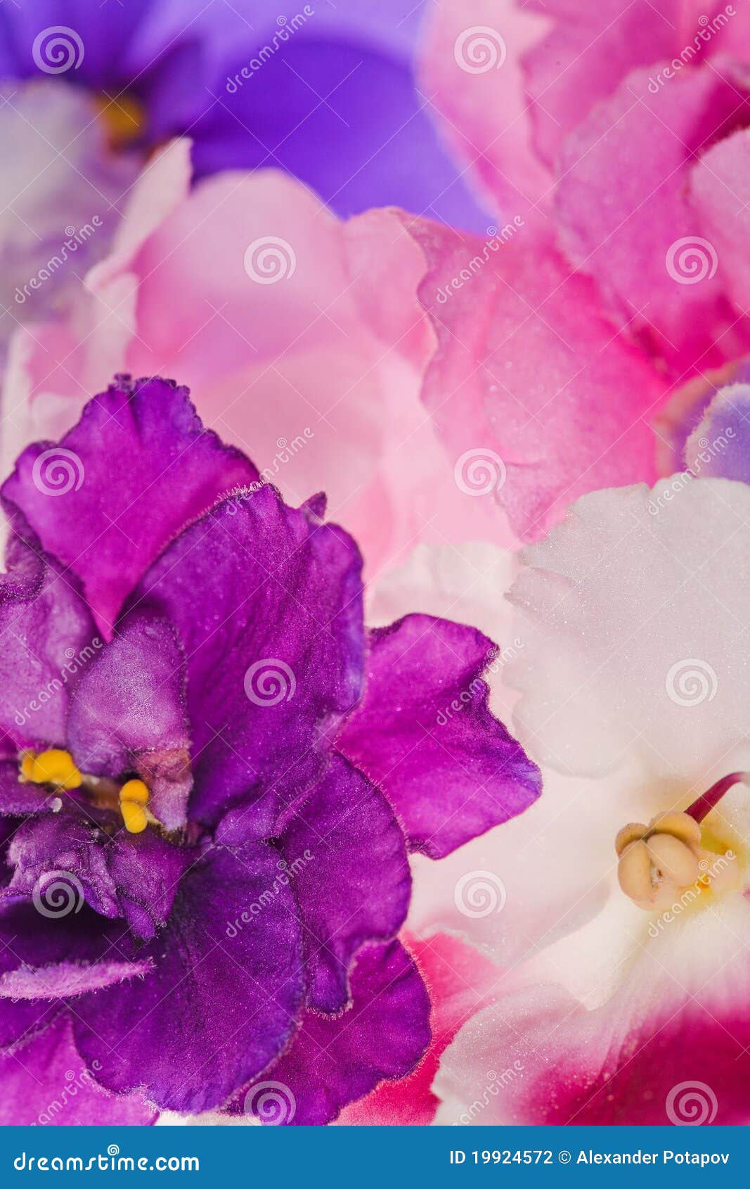 Background with Pink Violet Flowers Stock Photo - Image of floral ...
