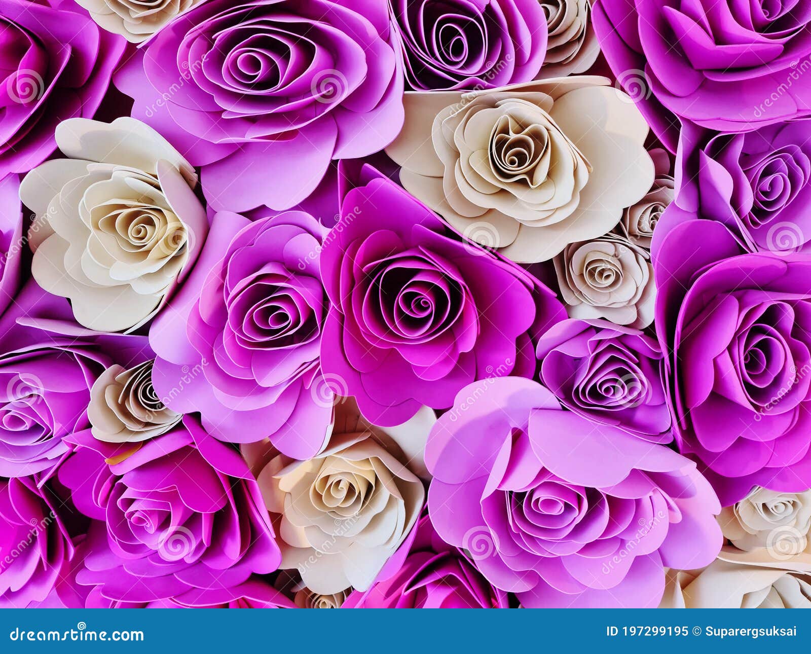 Background of Pink and White Roses Decorated for Celebration Events ...