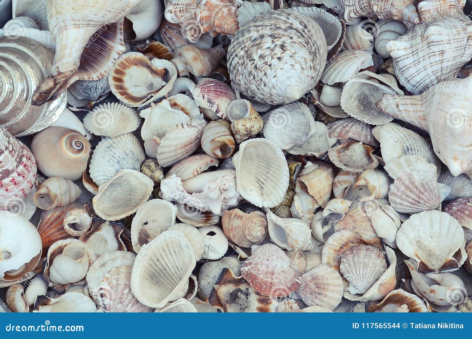 Background from Placer Small and Medium Sea Shells, Evenly Covering the ...