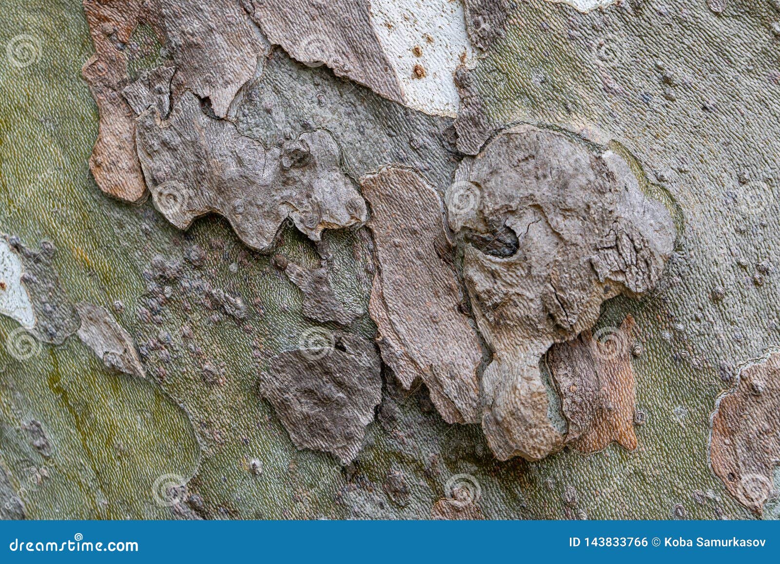 Background of Plane Tree Bark, Tree Bark Texture Stock Photo - Image of ...
