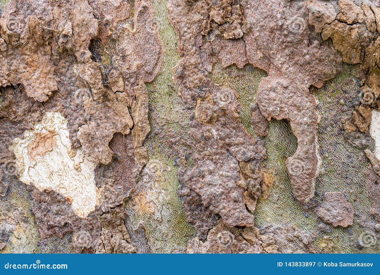 Background of Plane Tree Bark, Tree Bark Texture Stock Image - Image of ...