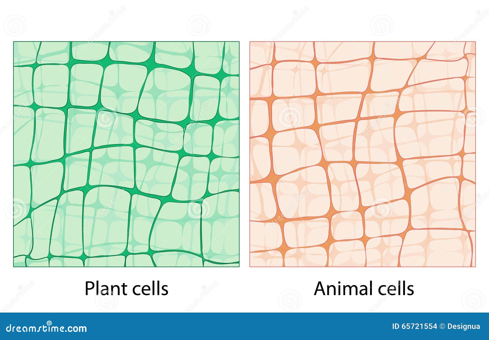 Background Plant Cells And Animal Cells Vector Illustration ...