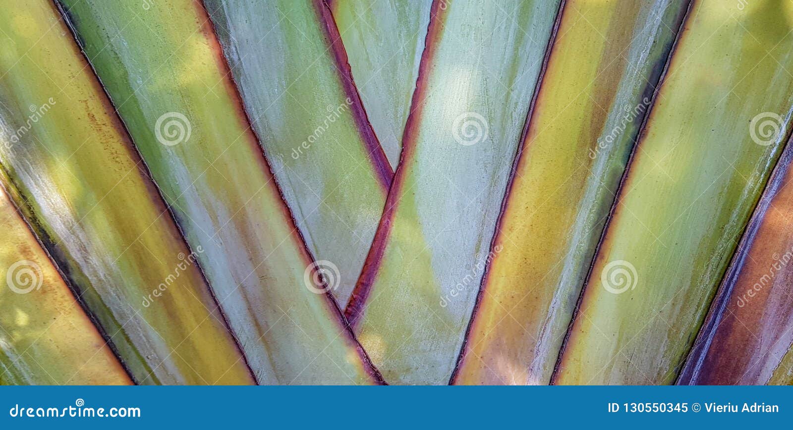 Background Plant Multicolor Nature Texture Full Stock Image - Image of ...