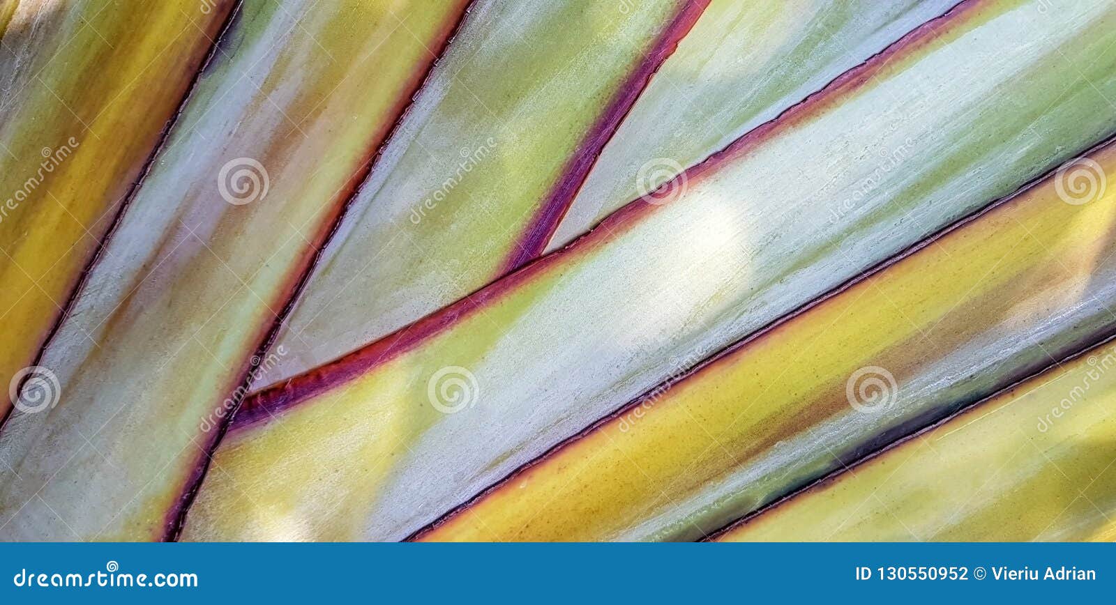 Background Plant Multicolor Nature Texture Full Stock Photo - Image of ...